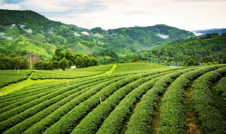 Here Is Why The Indian State Assam Is Called The Tea Garden Of India ...