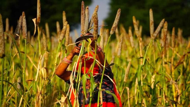 Here's why Nirmala Sitharaman called millets Shree Anna