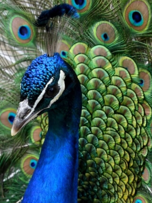 The Peacock Feather: A Symbol of Good Luck and Protection. - Times Applaud