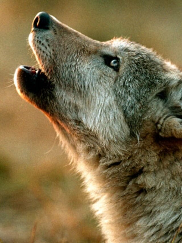 Wolf Colors: A Spectrum of Beauty. - Times Applaud