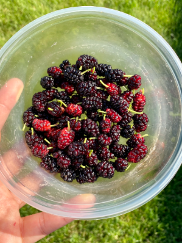 Health benefits of mulberries - Times Applaud Health benefits of mulberries - Times Applaud