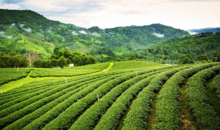 Here Is Why The Indian State Assam Is Called The Tea Garden Of India ...